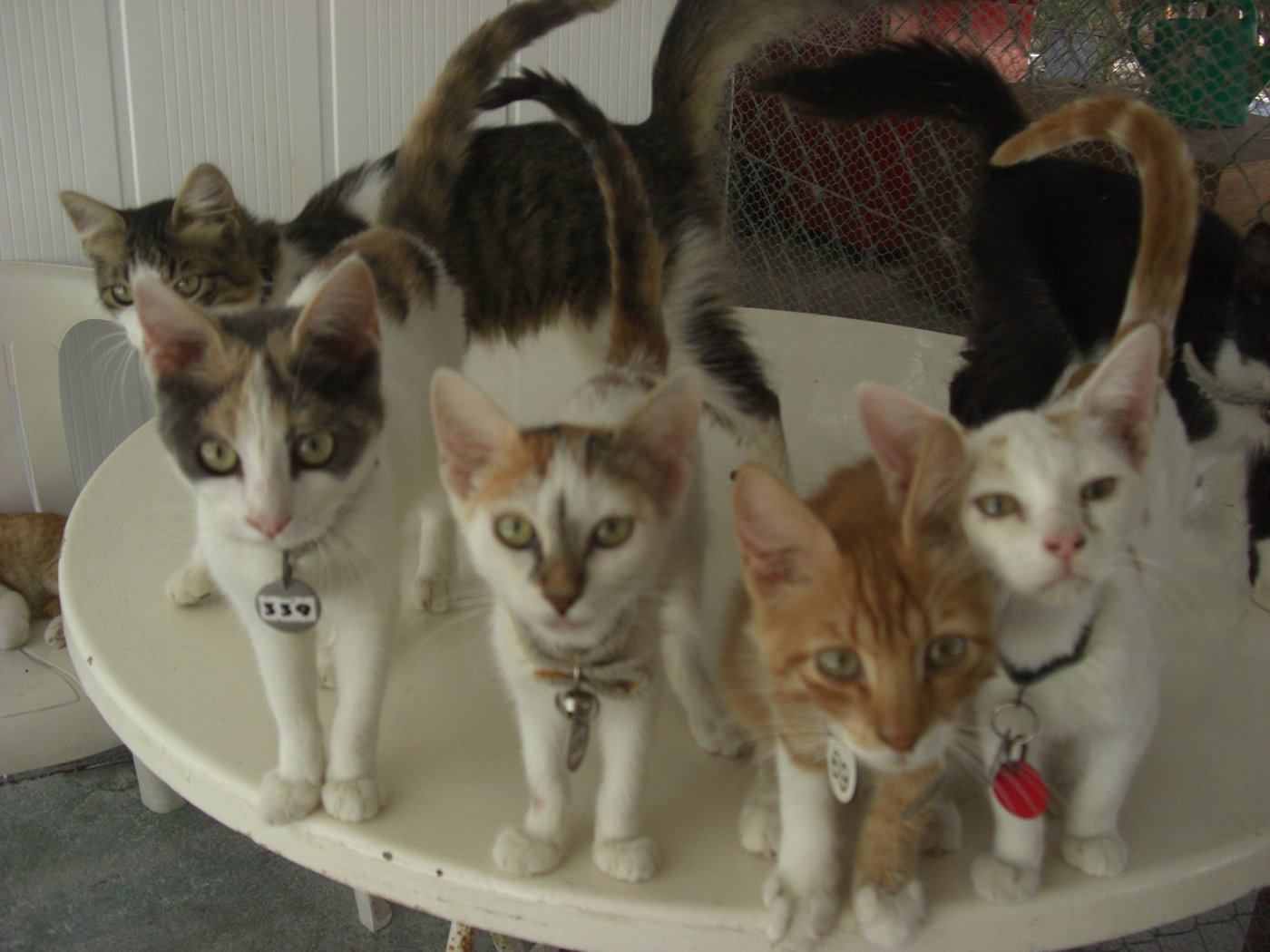 Kittens – Malcolm Cat Protection Society