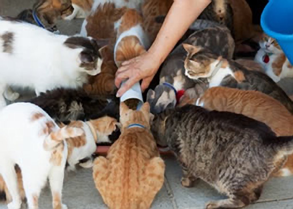 How to Help? – Malcolm Cat Protection Society