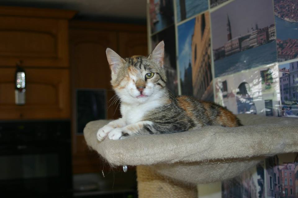 Cat Homing at the Sanctuary – Malcolm Cat Protection Society