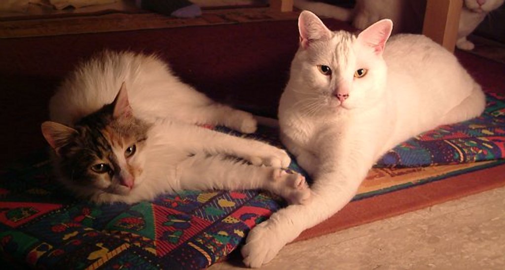 Cat Homing at the Sanctuary – Malcolm Cat Protection Society