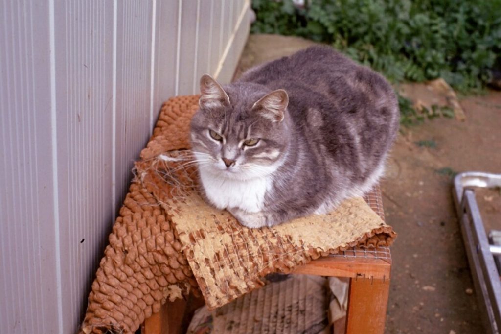 Fatso – Malcolm Cat Protection Society