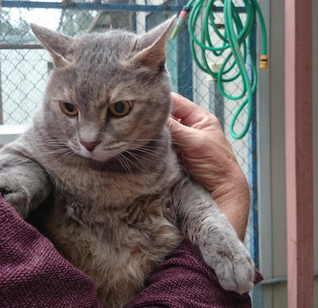 Dusty – Big cat needs loving home, urgently! – Malcolm Cat Protection ...