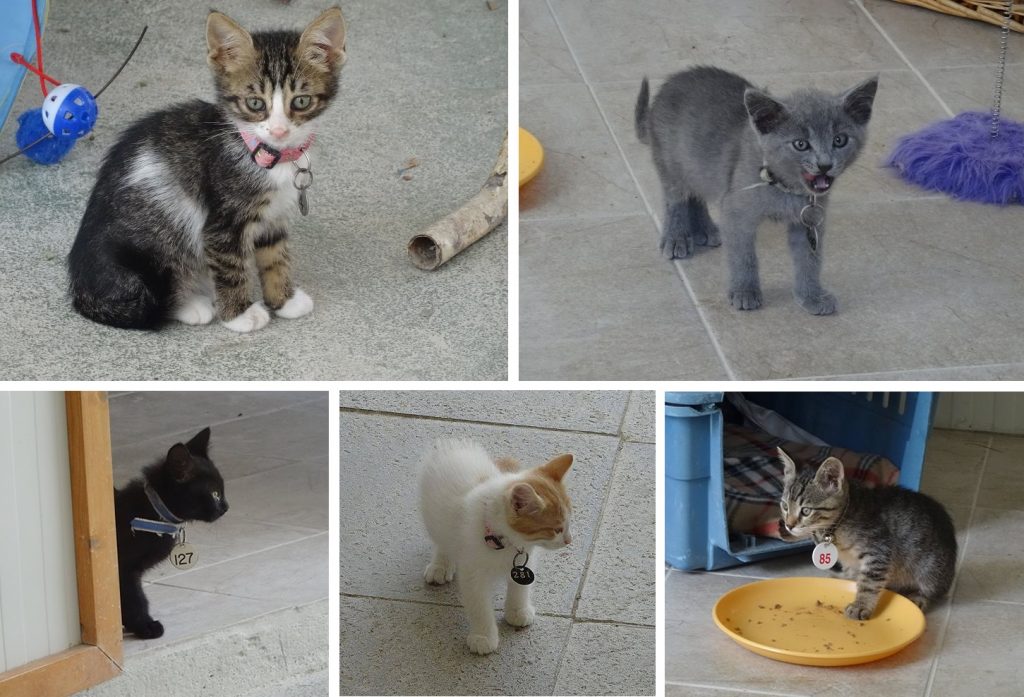 June 2016 Kittens – Malcolm Cat Protection Society