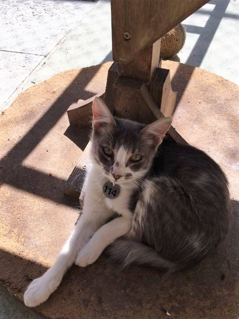 October Kittens – Malcolm Cat Protection Society