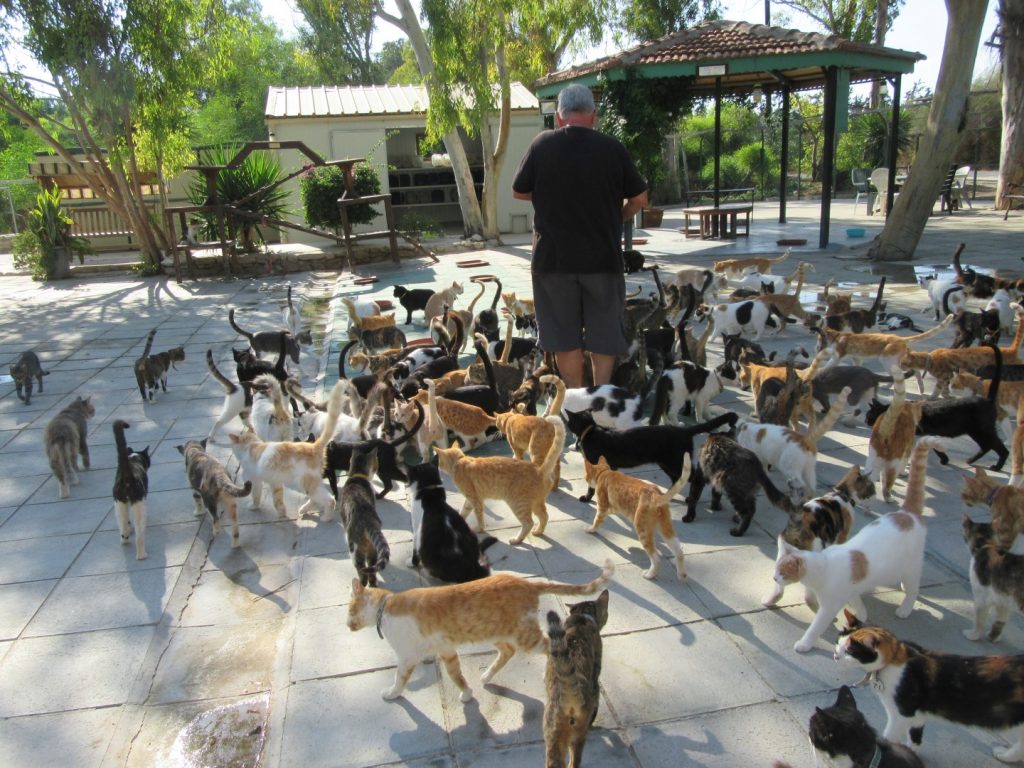 Malcolm Cat Protection Society – Help us make a difference for the Cats ...