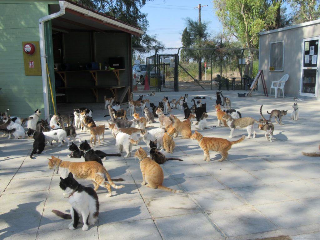 2018 Fundraising Events – Malcolm Cat Protection Society