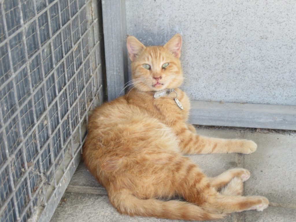Mr Tibbs – Malcolm Cat Protection Society