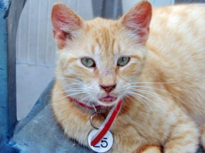 Mr Tibbs – Malcolm Cat Protection Society