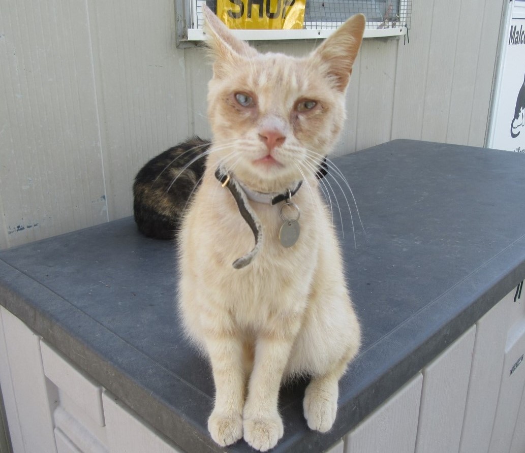 Cyrus – Malcolm Cat Protection Society