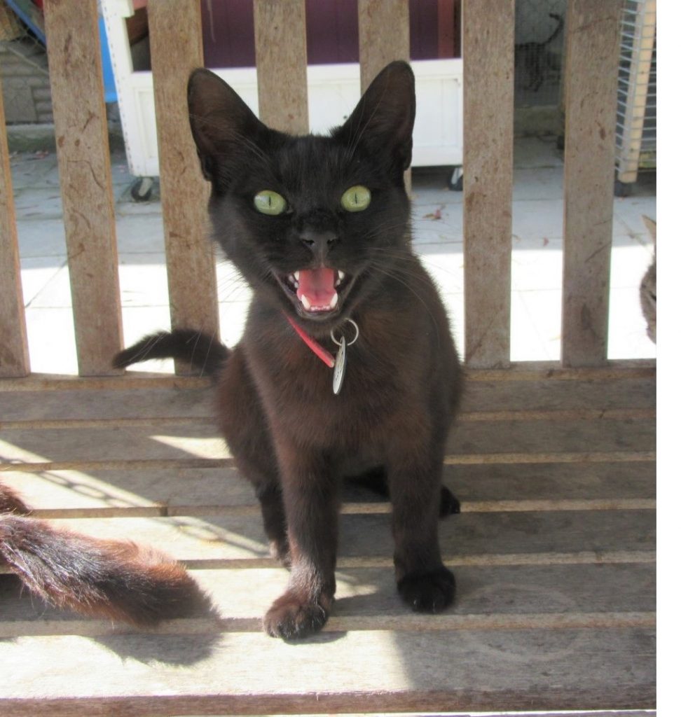 Lester – Malcolm Cat Protection Society