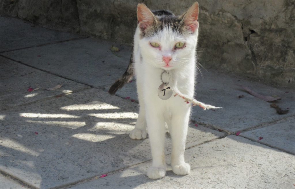 Zara – Malcolm Cat Protection Society