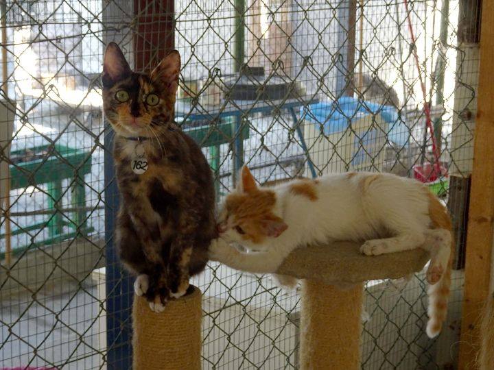 October 2019 Kittens – Malcolm Cat Protection Society