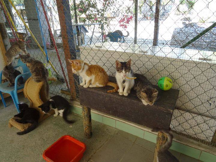 October 2019 Kittens – Malcolm Cat Protection Society