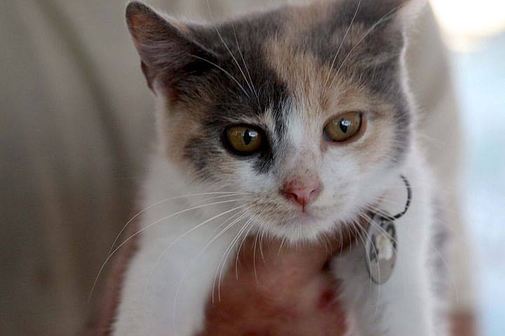 October 2019 Kittens – Malcolm Cat Protection Society