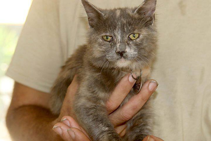 October 2019 Kittens – Malcolm Cat Protection Society