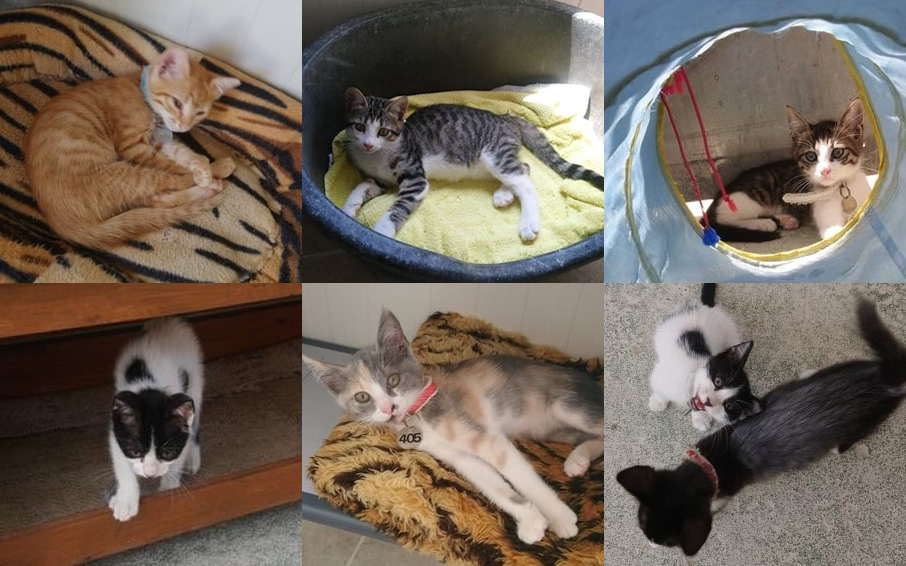 June 2020 Kittens – Malcolm Cat Protection Society