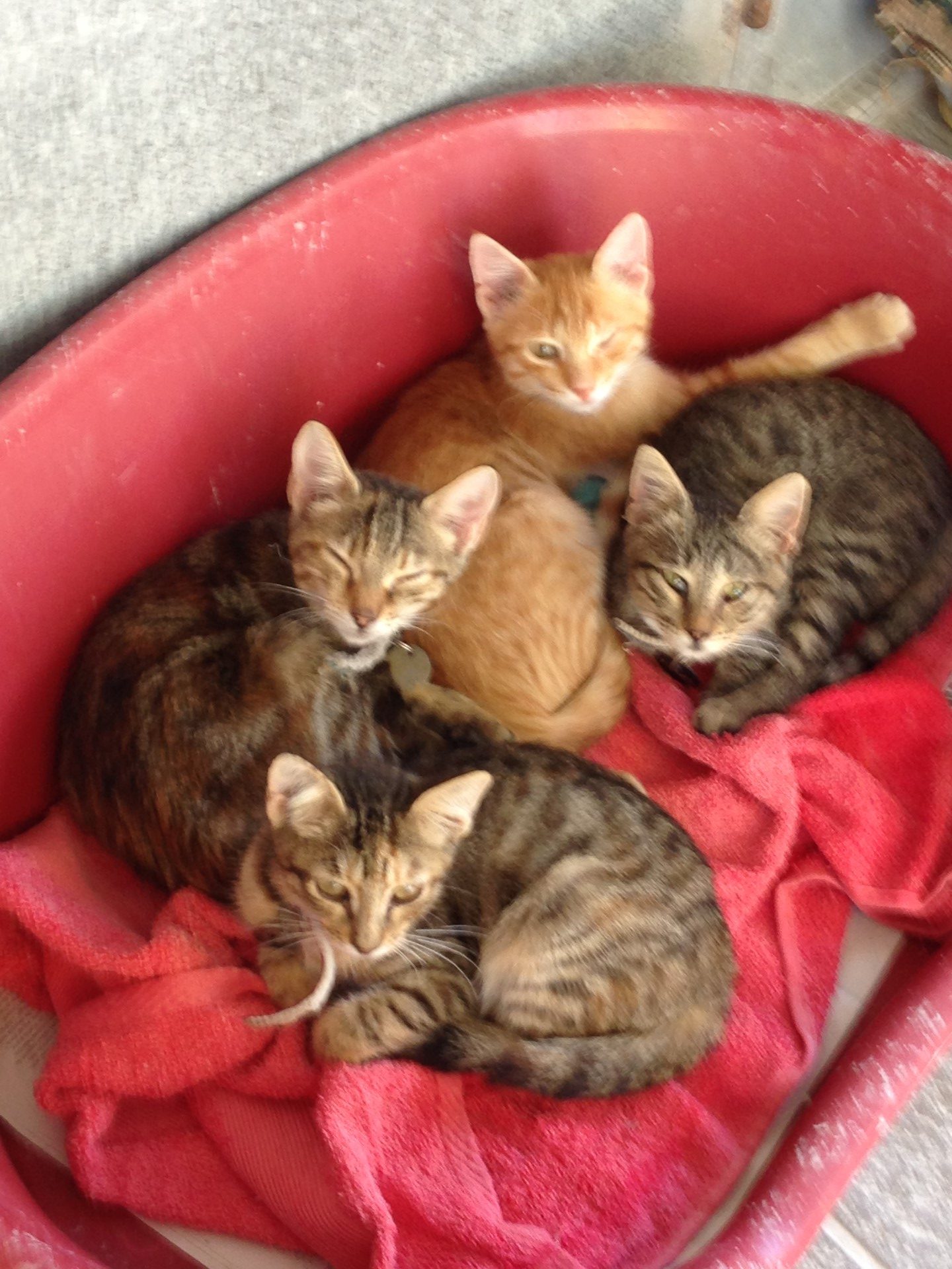 October 2020 Kittens – Malcolm Cat Protection Society