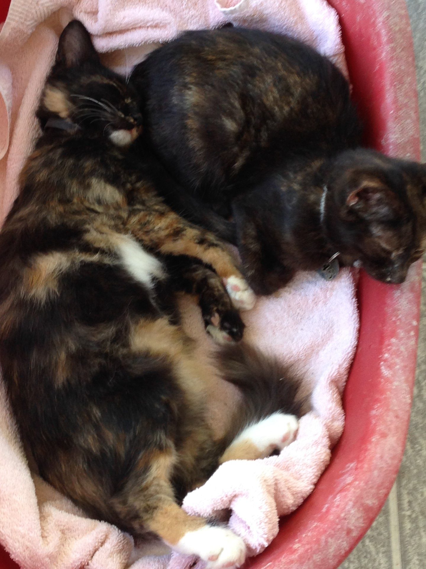 October 2020 Kittens – Malcolm Cat Protection Society