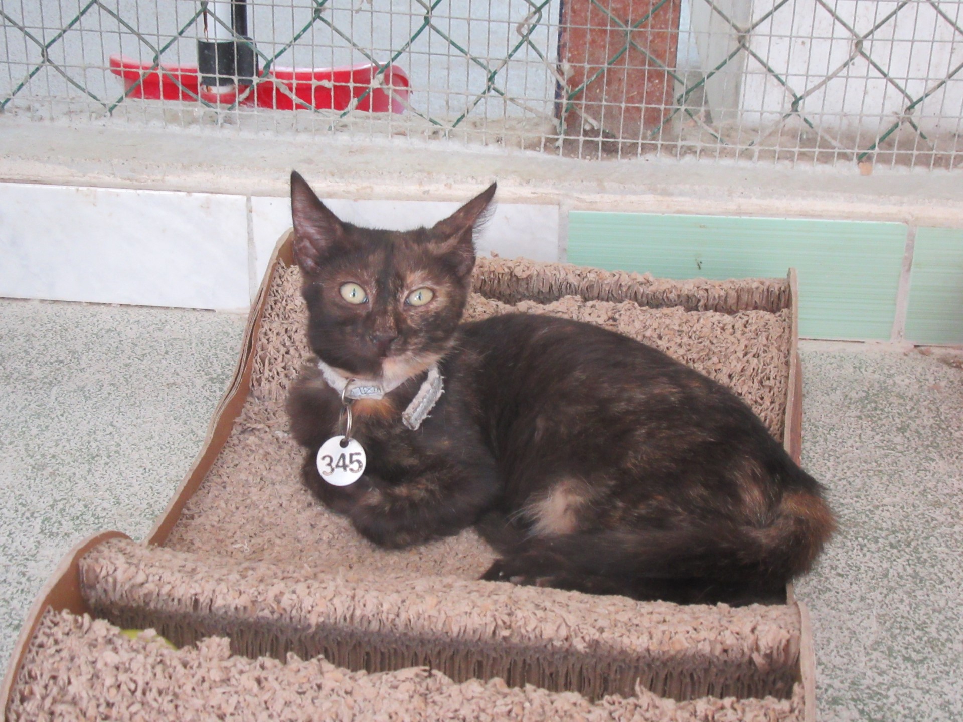 October 2020 Kittens – Malcolm Cat Protection Society