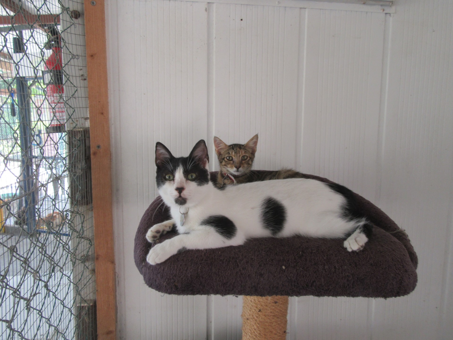 October 2020 Kittens – Malcolm Cat Protection Society