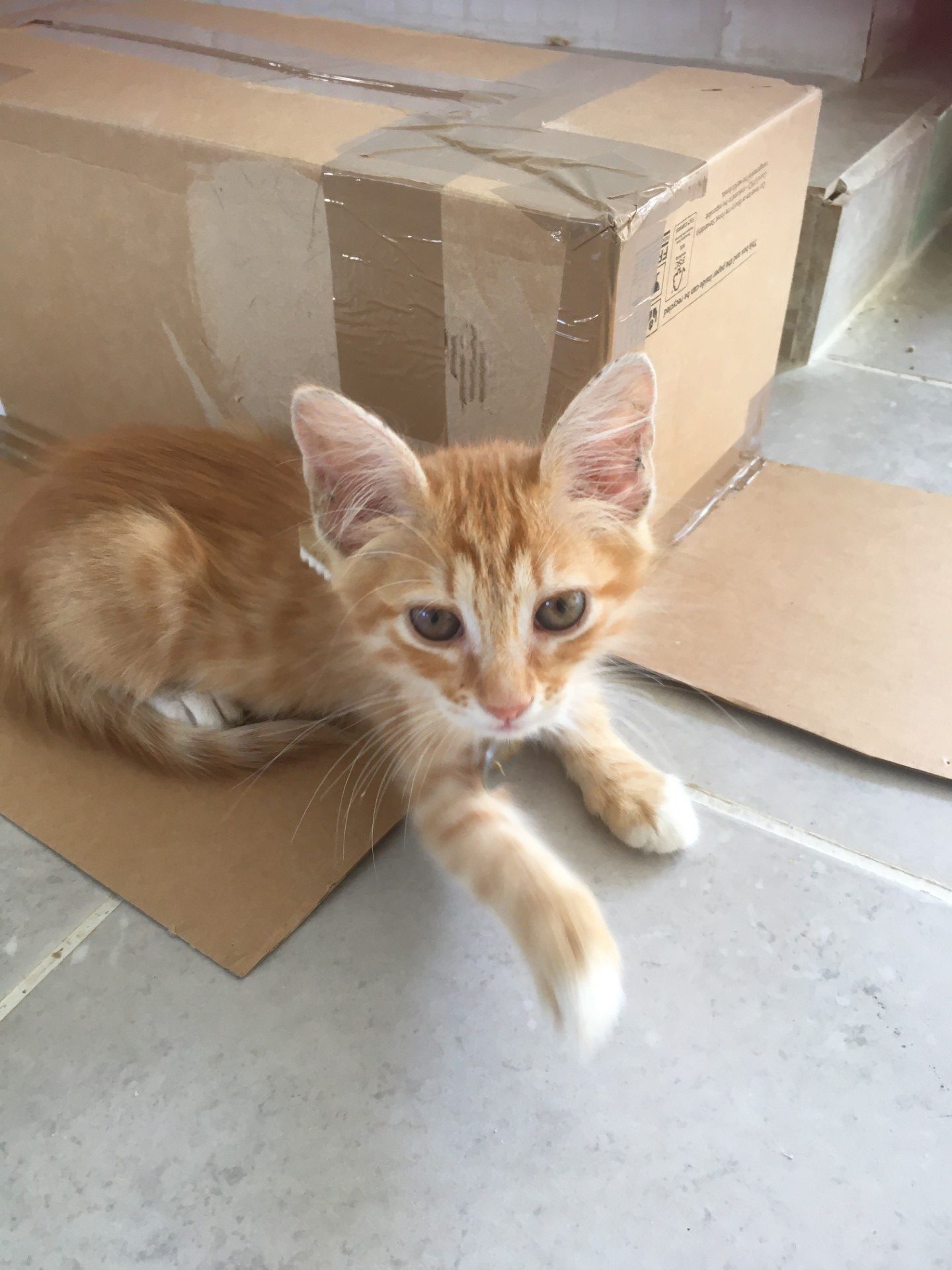 October 2020 Kittens – Malcolm Cat Protection Society