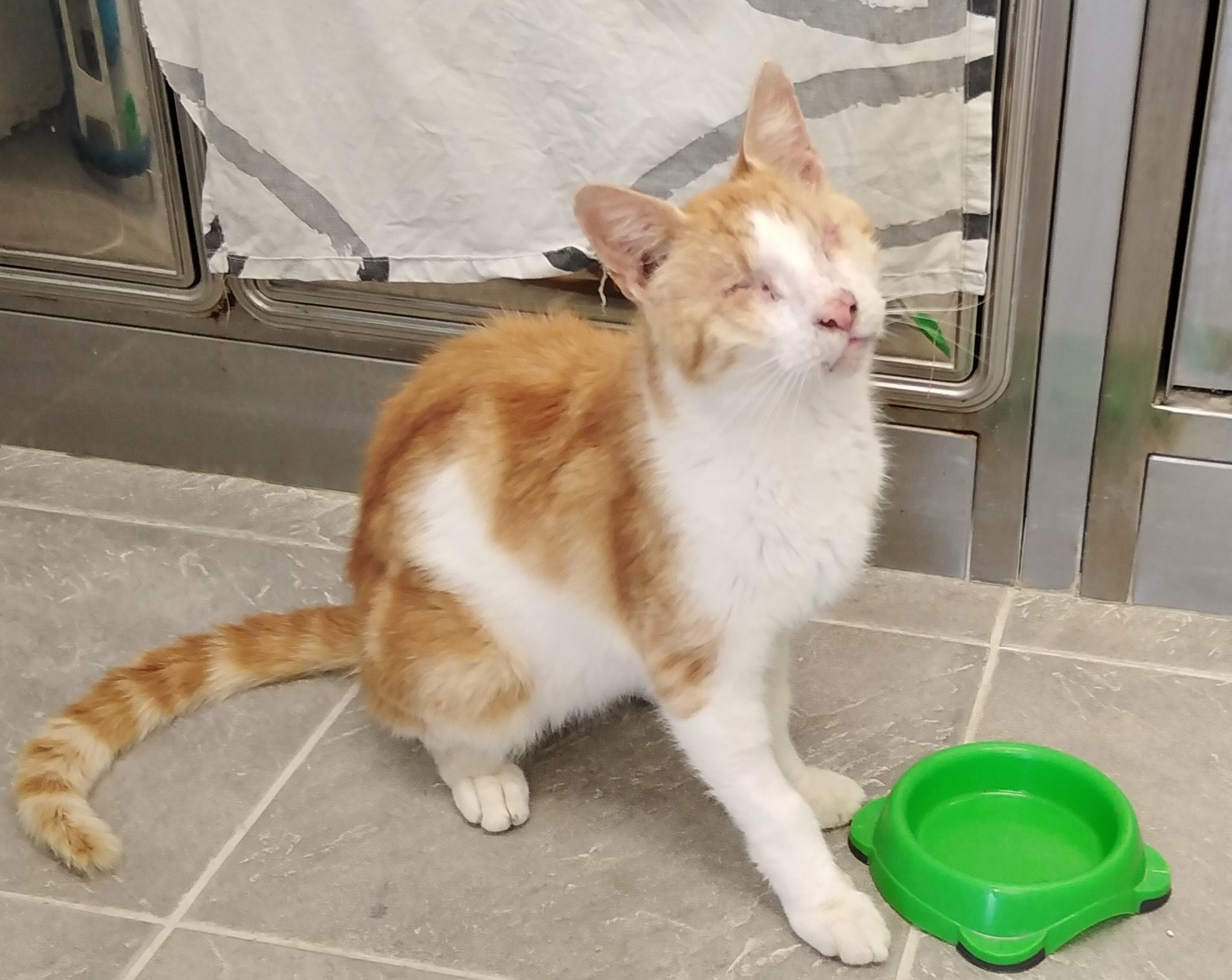 Sad news regarding Pugh one of our sponsor cats – Malcolm Cat ...