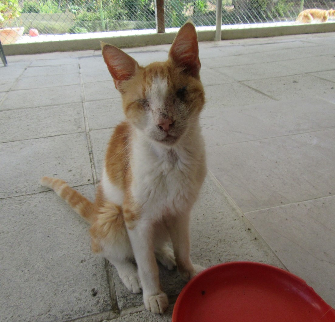 Sad news regarding Pugh one of our sponsor cats – Malcolm Cat ...