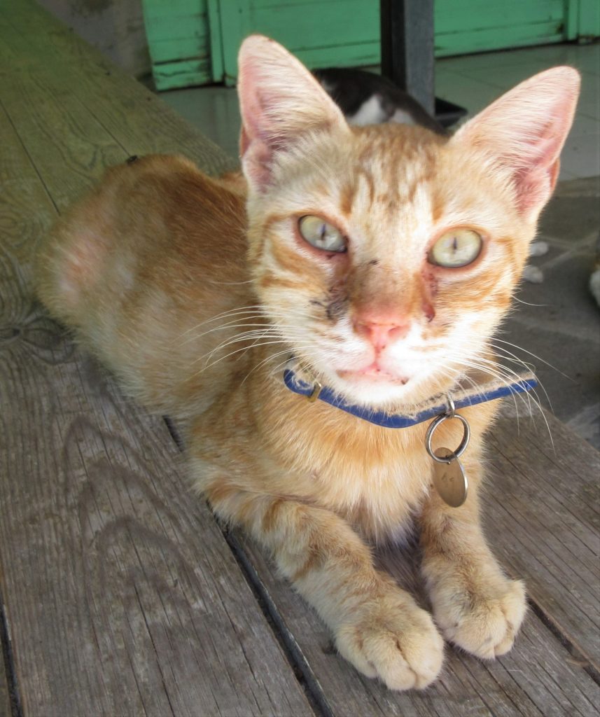 Riley – Malcolm Cat Protection Society