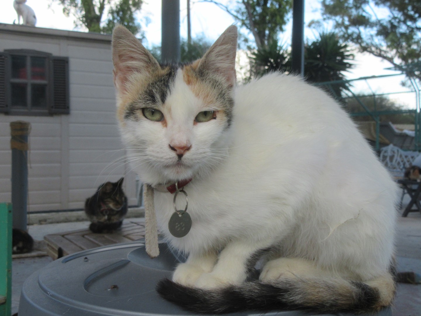 Tina – Malcolm Cat Protection Society