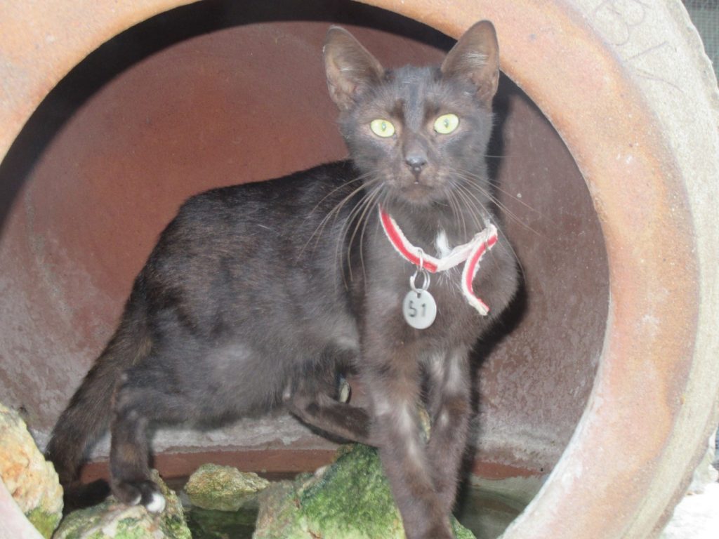 Hall of Fame – Malcolm Cat Protection Society