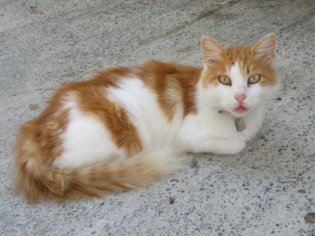 Malcolm Cat Protection Society – Help us make a difference for the Cats ...