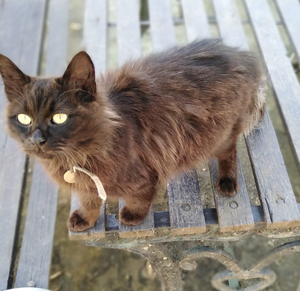 Lucifer – Malcolm Cat Protection Society