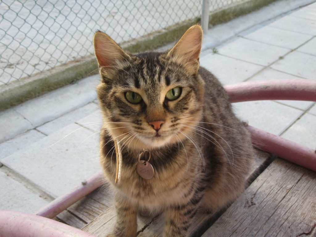 Malcolm Cat Protection Society – Help us make a difference for the Cats ...