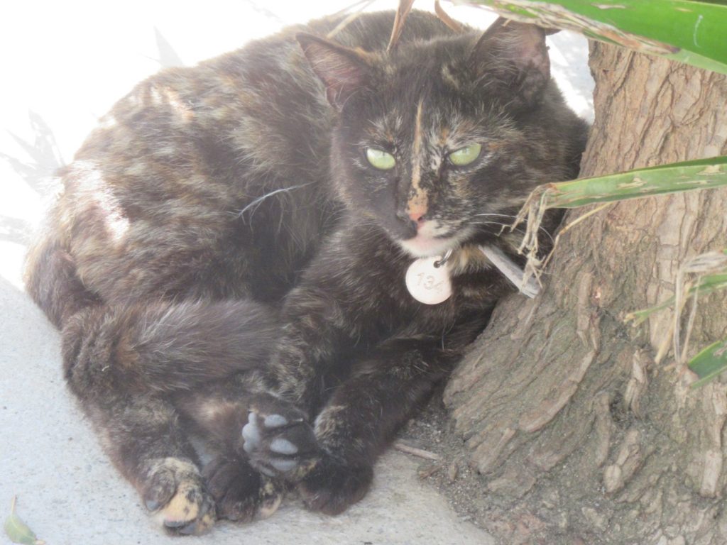 Malcolm Cat Protection Society – Help us make a difference for the Cats ...