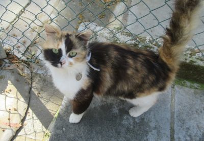 Malcolm Cat Protection Society – Help us make a difference for the Cats ...