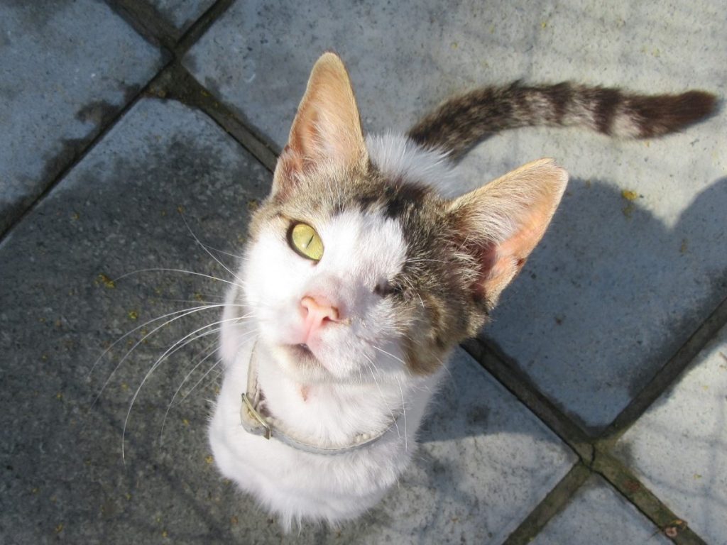 Malcolm Cat Protection Society – Help us make a difference for the Cats ...