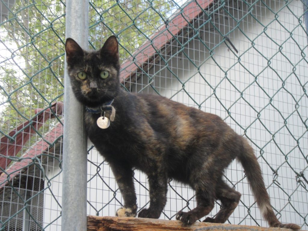 Malcolm Cat Protection Society – Help us make a difference for the Cats ...