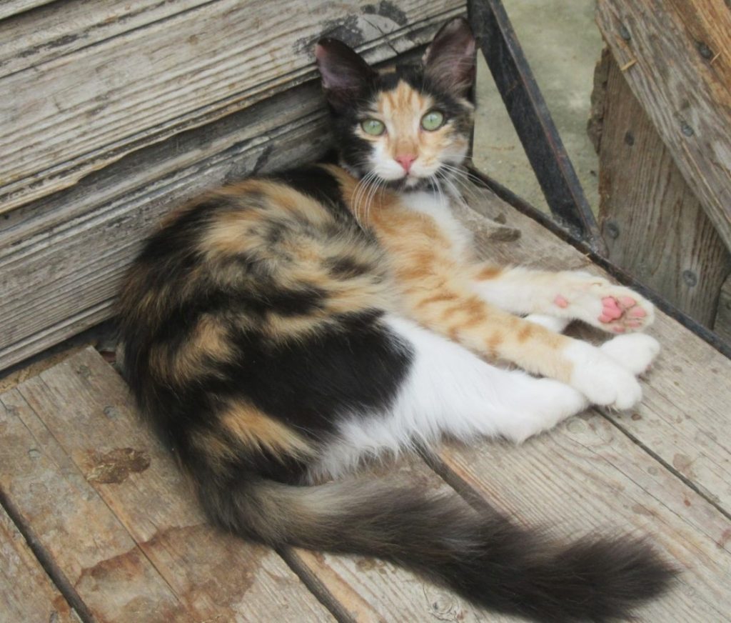 Hall of Fame – Malcolm Cat Protection Society