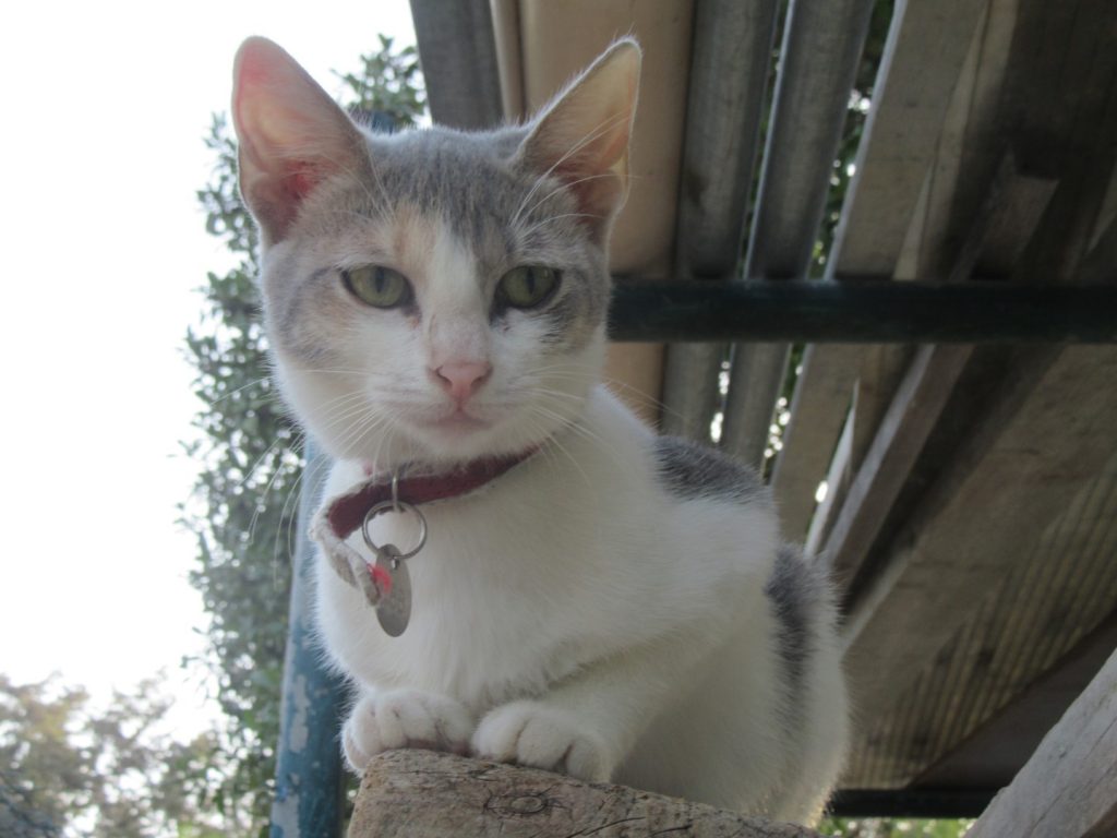 Malcolm Cat Protection Society – Help us make a difference for the Cats ...