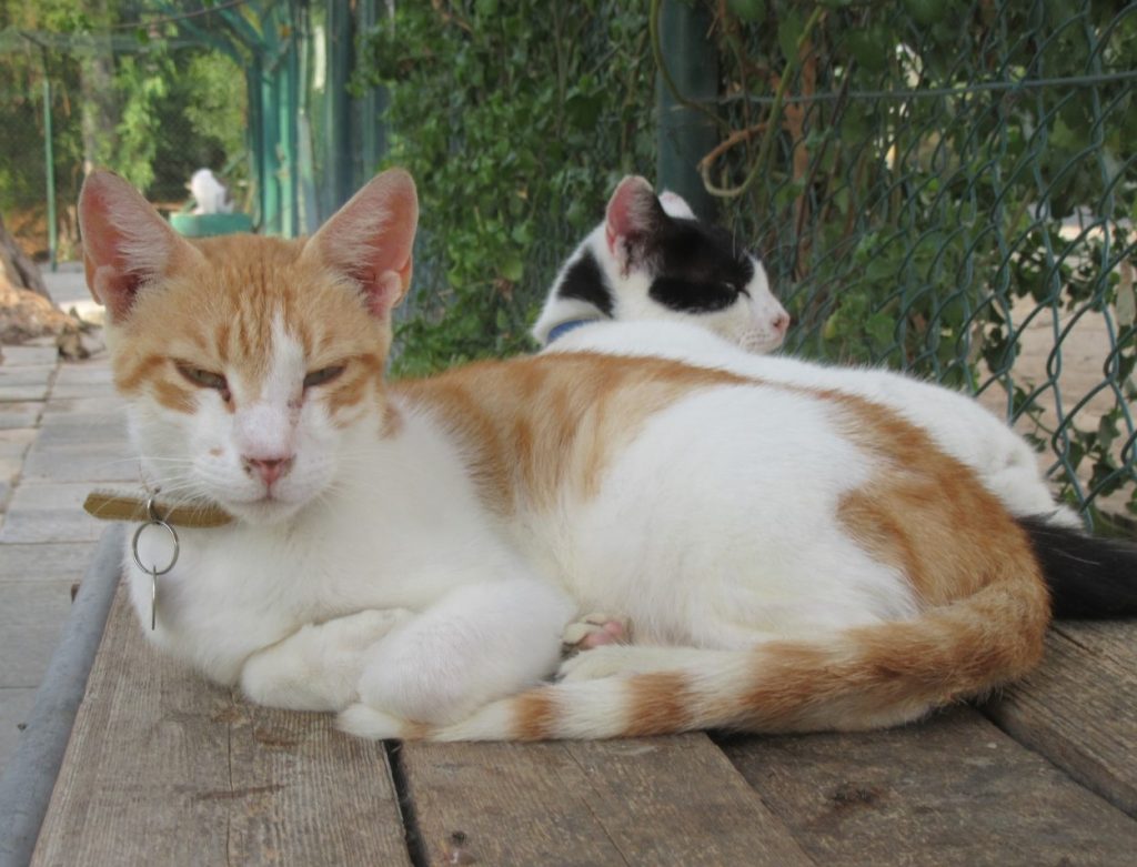 Malcolm Cat Protection Society – Help us make a difference for the Cats ...