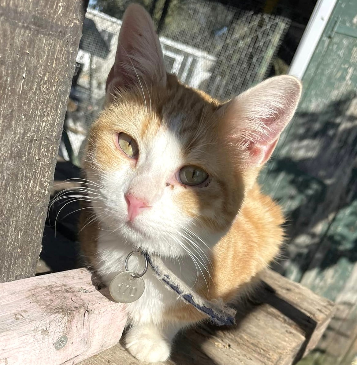 Charles – Malcolm Cat Protection Society