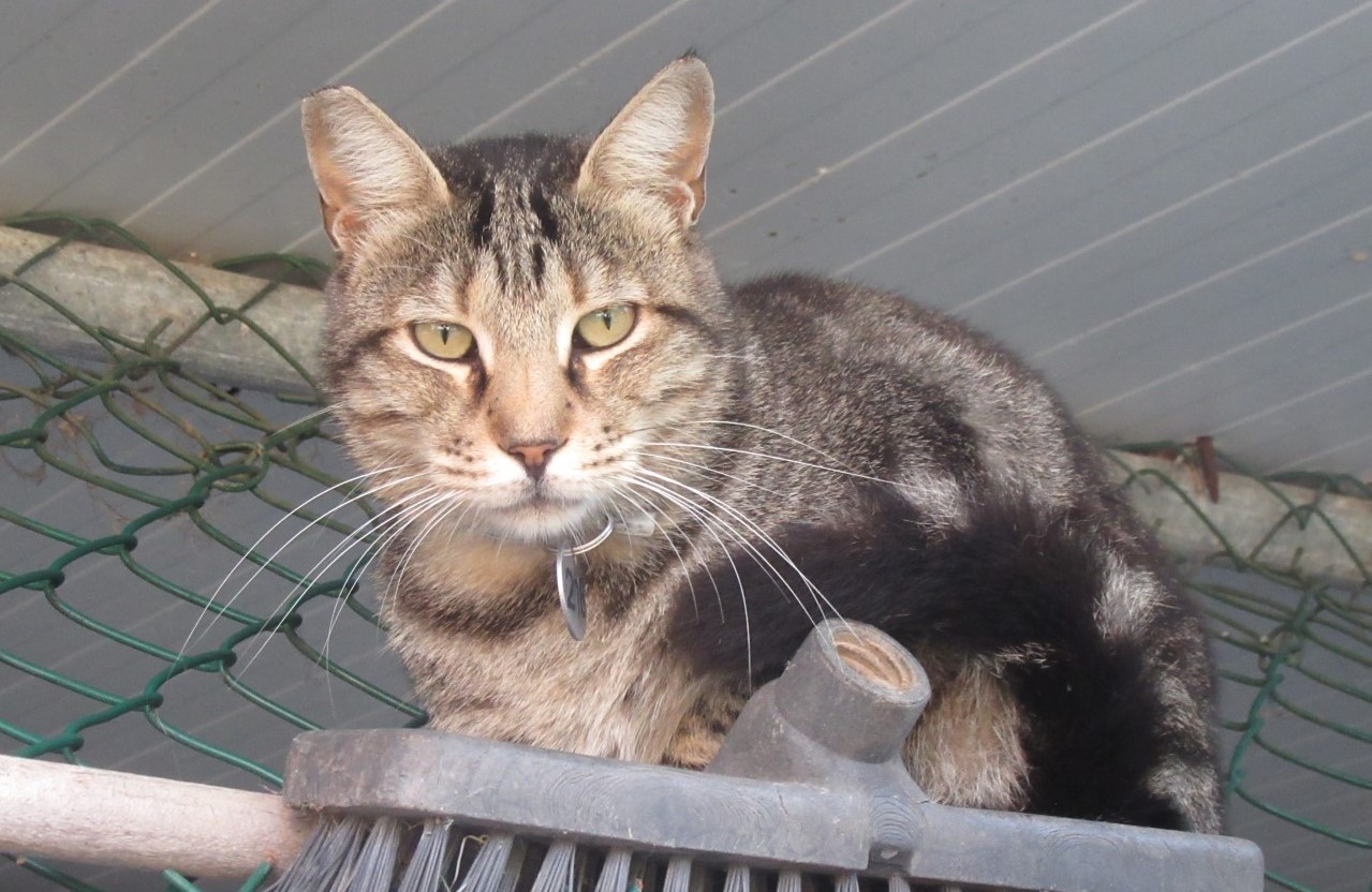 Hall of Fame – Malcolm Cat Protection Society