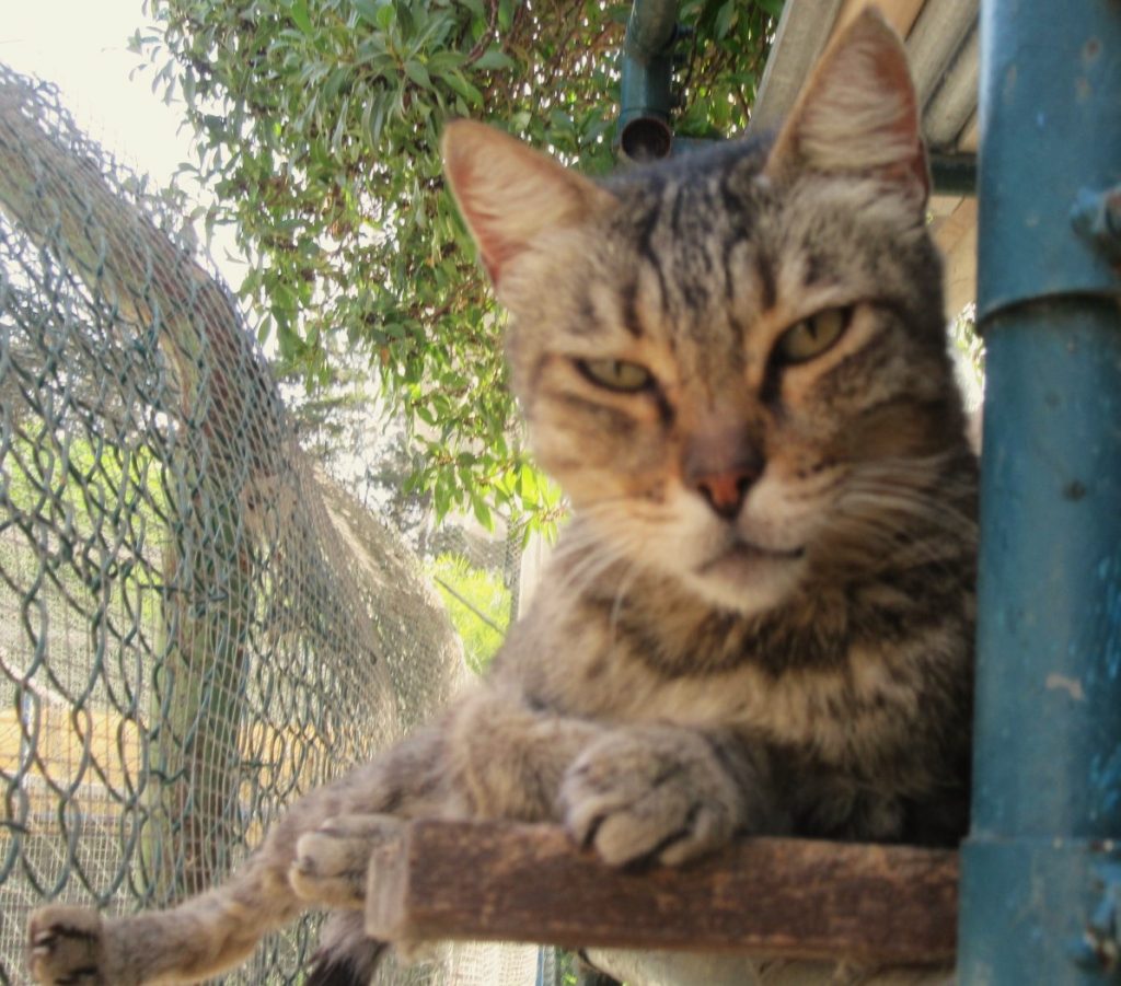 Malcolm Cat Protection Society – Help us make a difference for the Cats ...