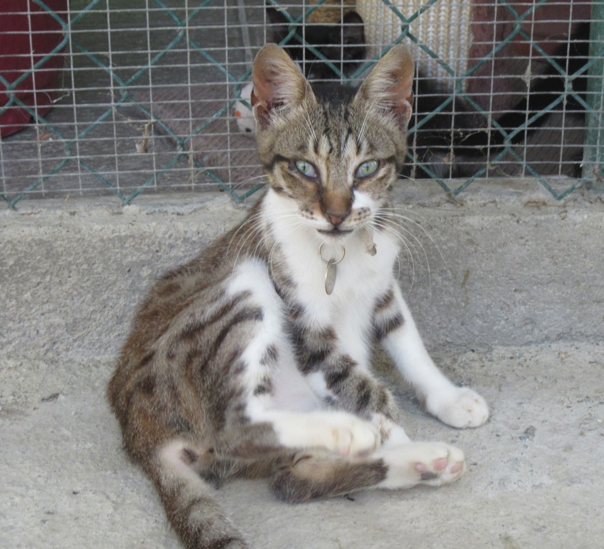 Elmo – Malcolm Cat Protection Society