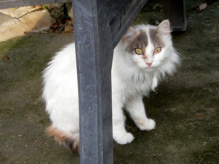 Trisha – Malcolm Cat Protection Society