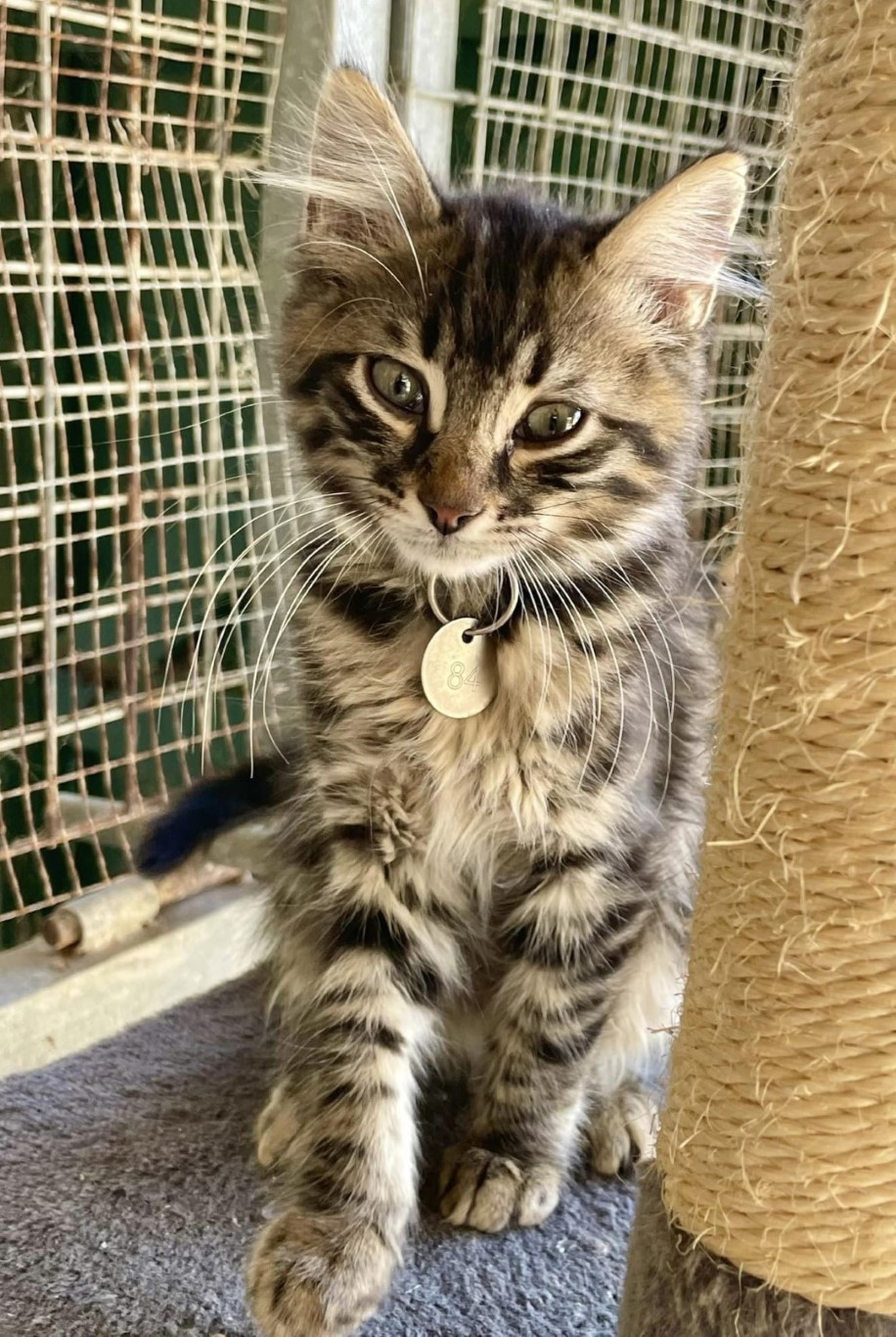 may-23-kittens-2 – Malcolm Cat Protection Society