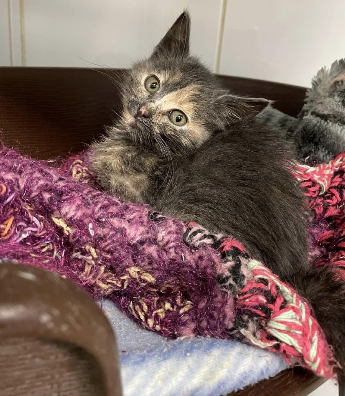 may-23-kittens-4 – Malcolm Cat Protection Society