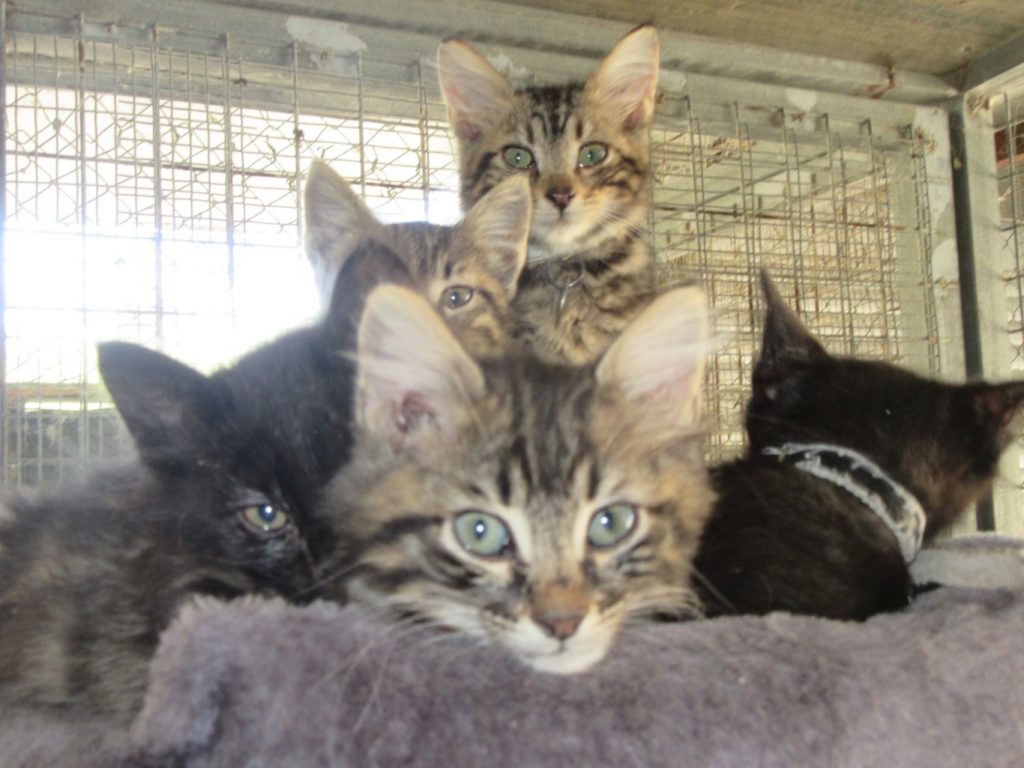 Malcolm Cat Protection Society – Help us make a difference for the Cats ...