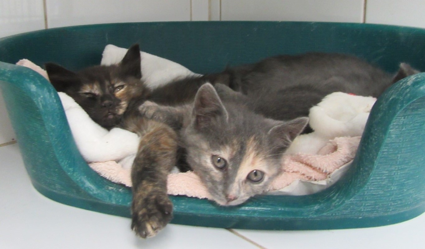 may-23-kittens-8 – Malcolm Cat Protection Society