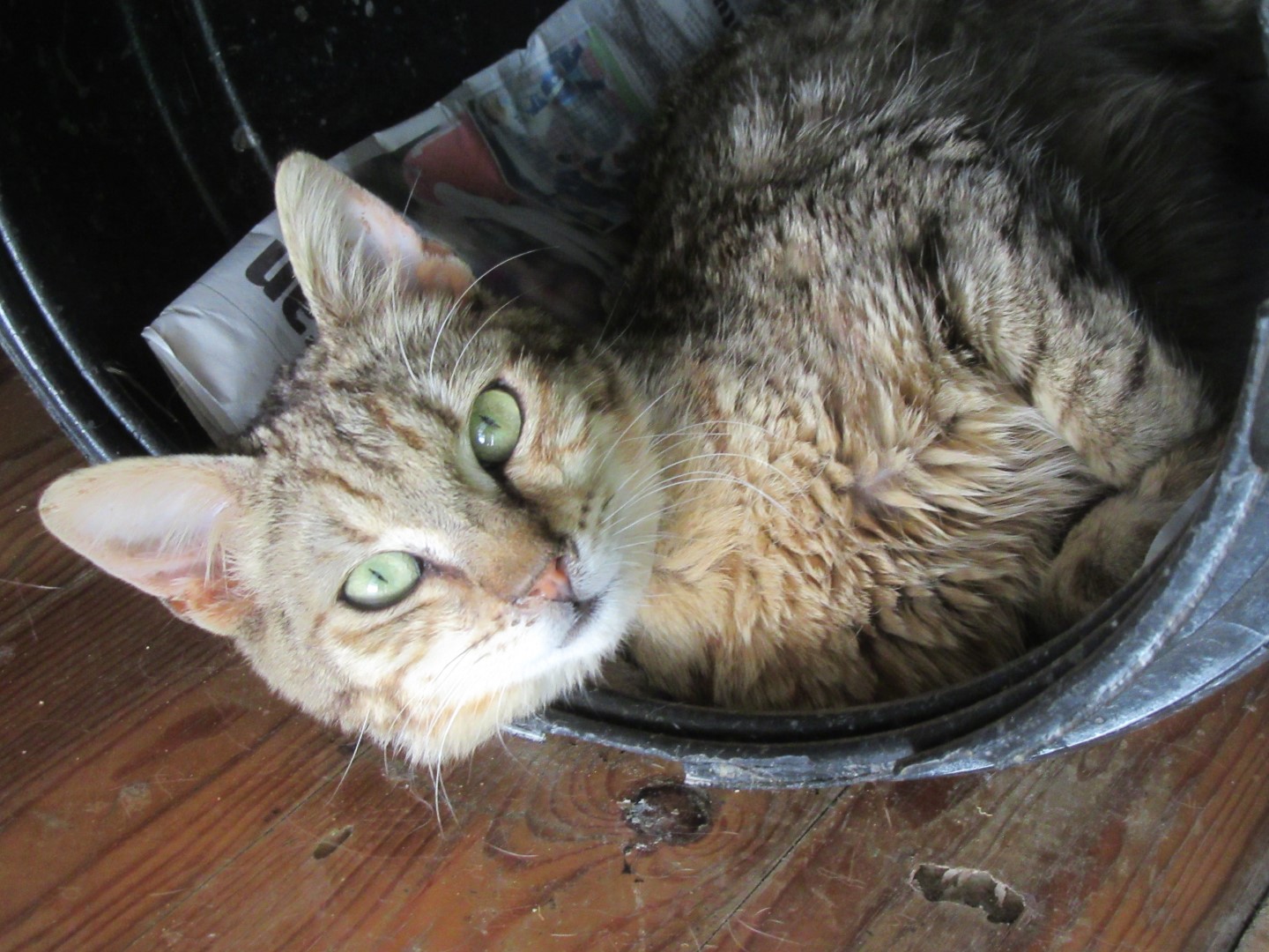 Ralph – Malcolm Cat Protection Society